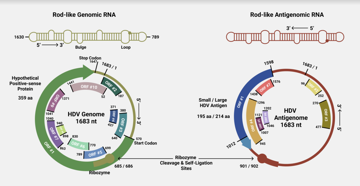 Does The Hepatitis D Genome Encode Proteins From Both The “Plus” And ...