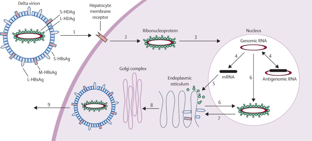 How Hepatitis D Virus Hijacks Host Replication Machinery - William A ...