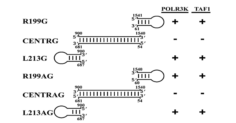 Molecular Acrobatics: A Look At Hepatitis D Virus Replication - William ...