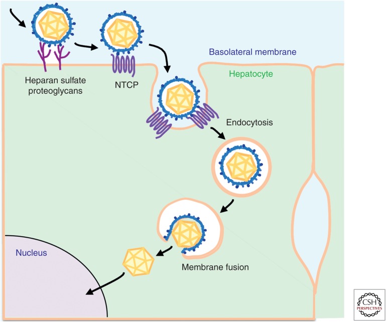 New Treatment Gives Hope to Chronic Hepatitis D Patients « William A ...